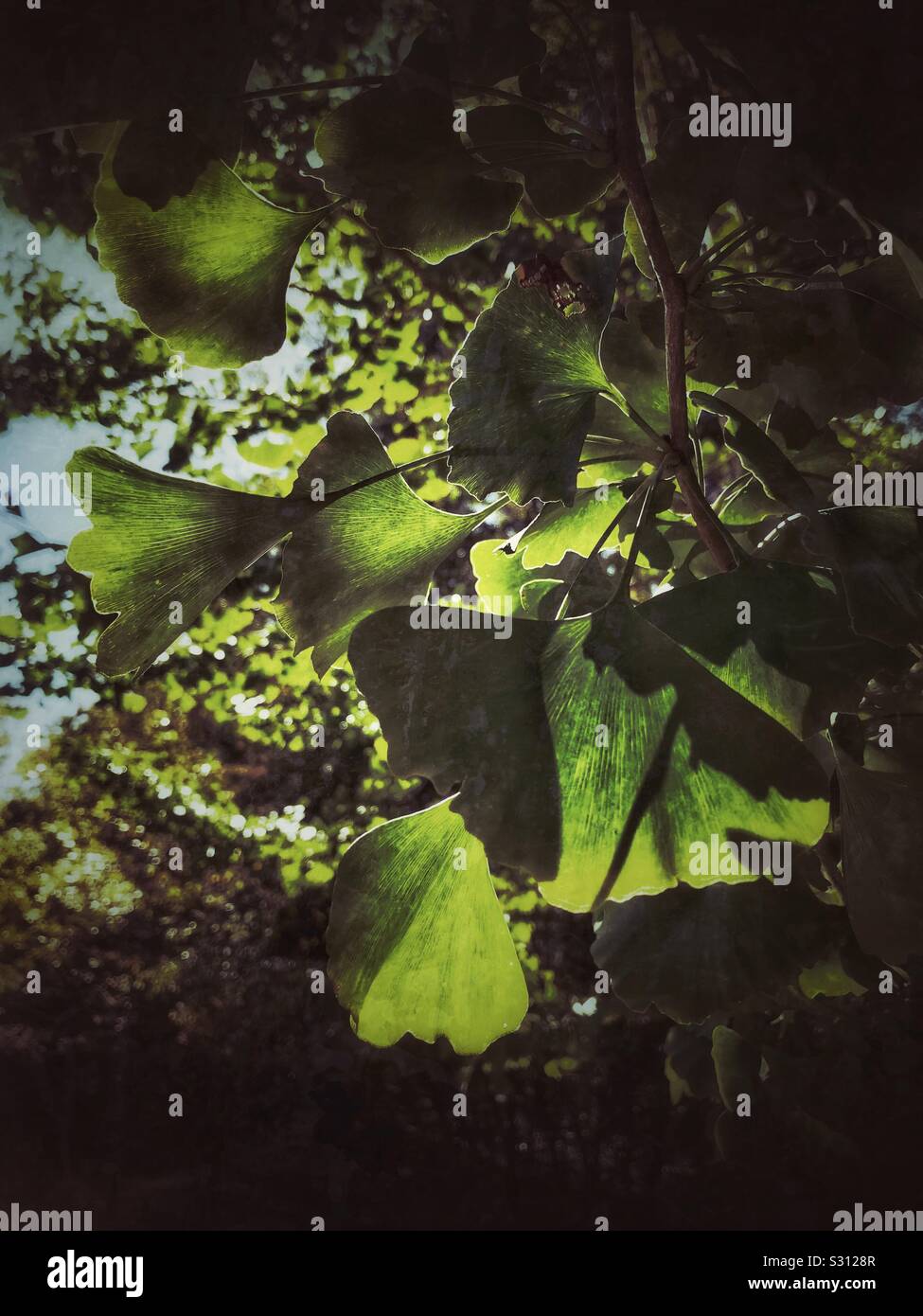 Ginkgo biloba tree hi-res stock photography and images - Alamy