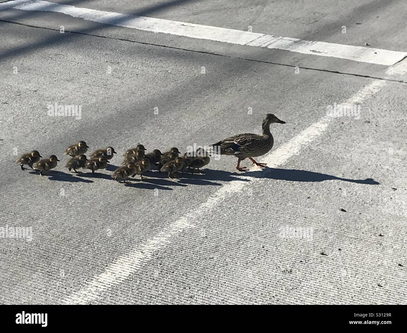10 ducklings hi-res stock photography and images - Alamy