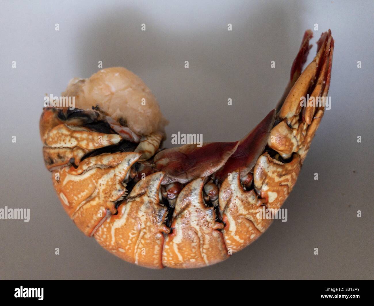 Cooked lobster tail hi-res stock photography and images - Alamy