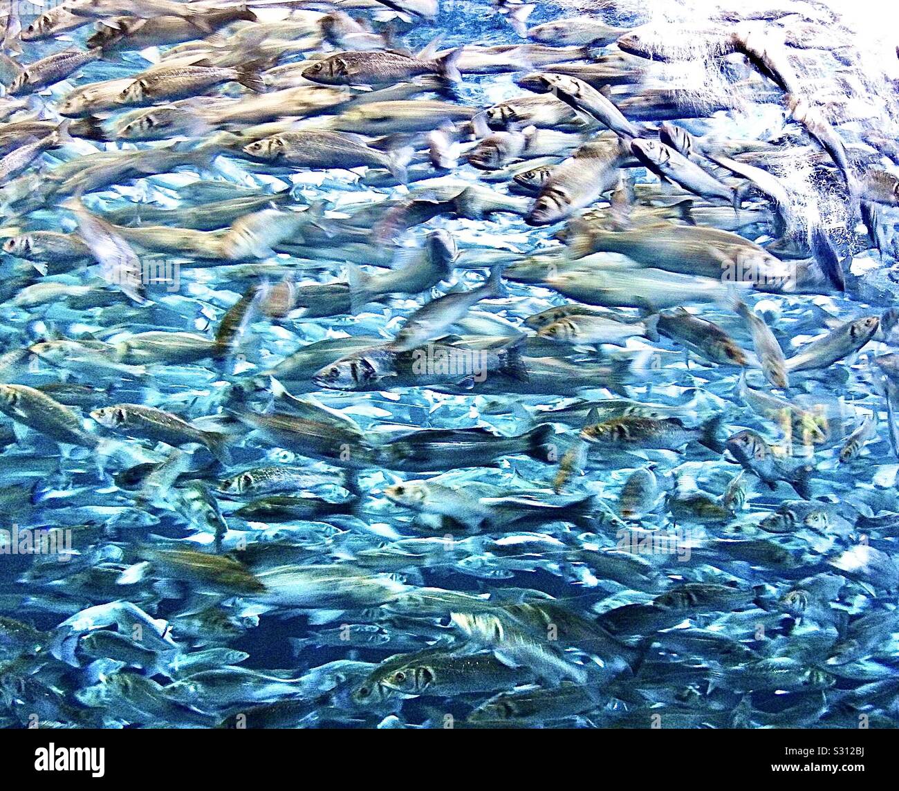 Tornado of fish hi-res stock photography and images - Alamy