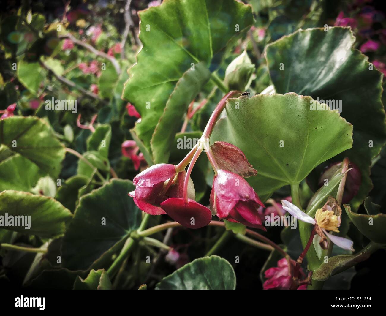 How Beautiful These Flowers Stock Photo - Alamy