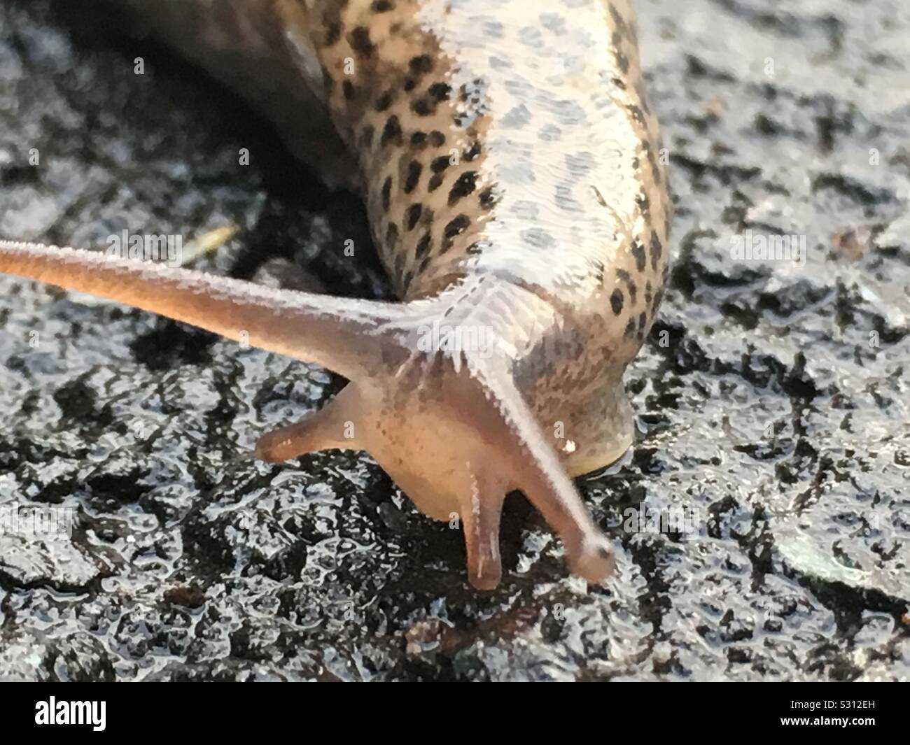Spotted slug hi-res stock photography and images - Alamy