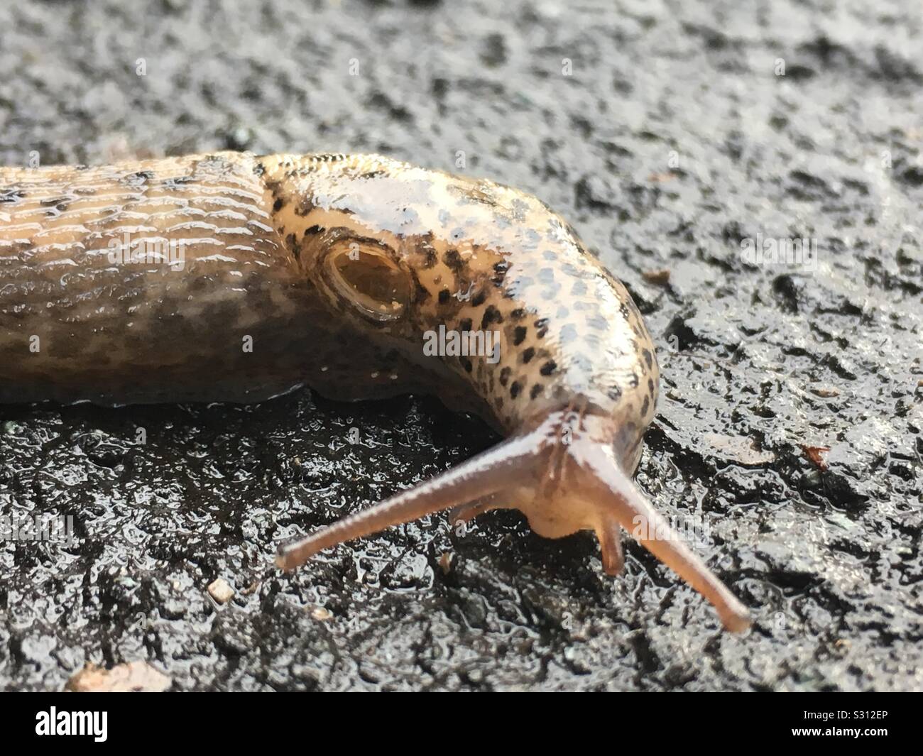 Awesome slug hi-res stock photography and images - Alamy