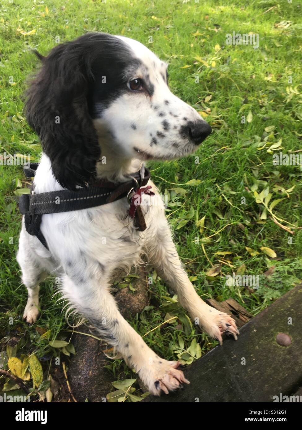 Spaniel dog bow hi-res stock photography and images - Alamy