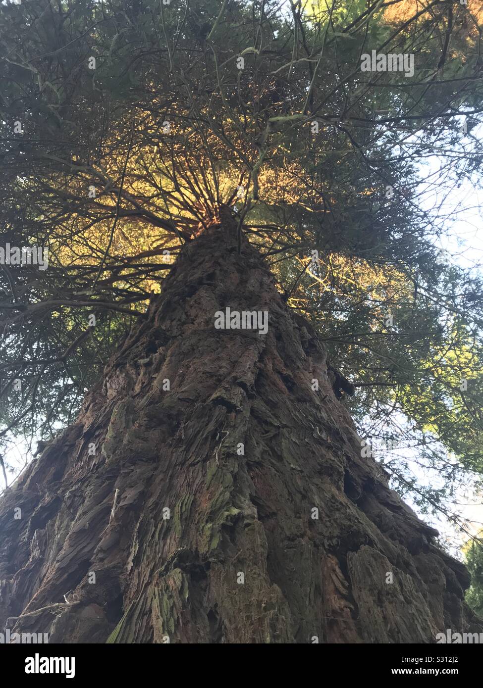 Sunlight redwood up hi-res stock photography and images - Alamy