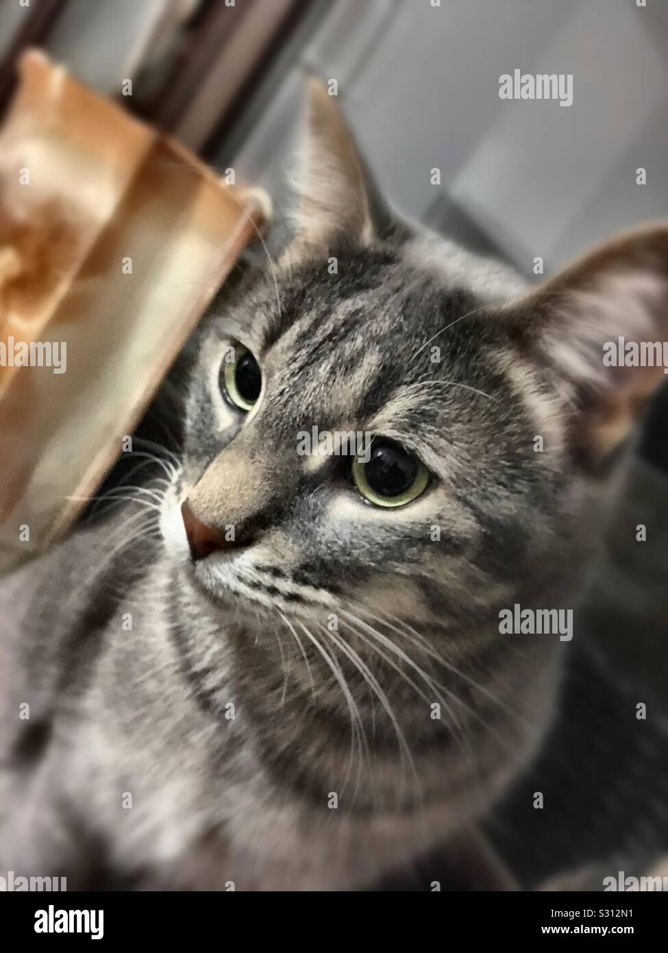 Domastic cat hi-res stock photography and images - Alamy