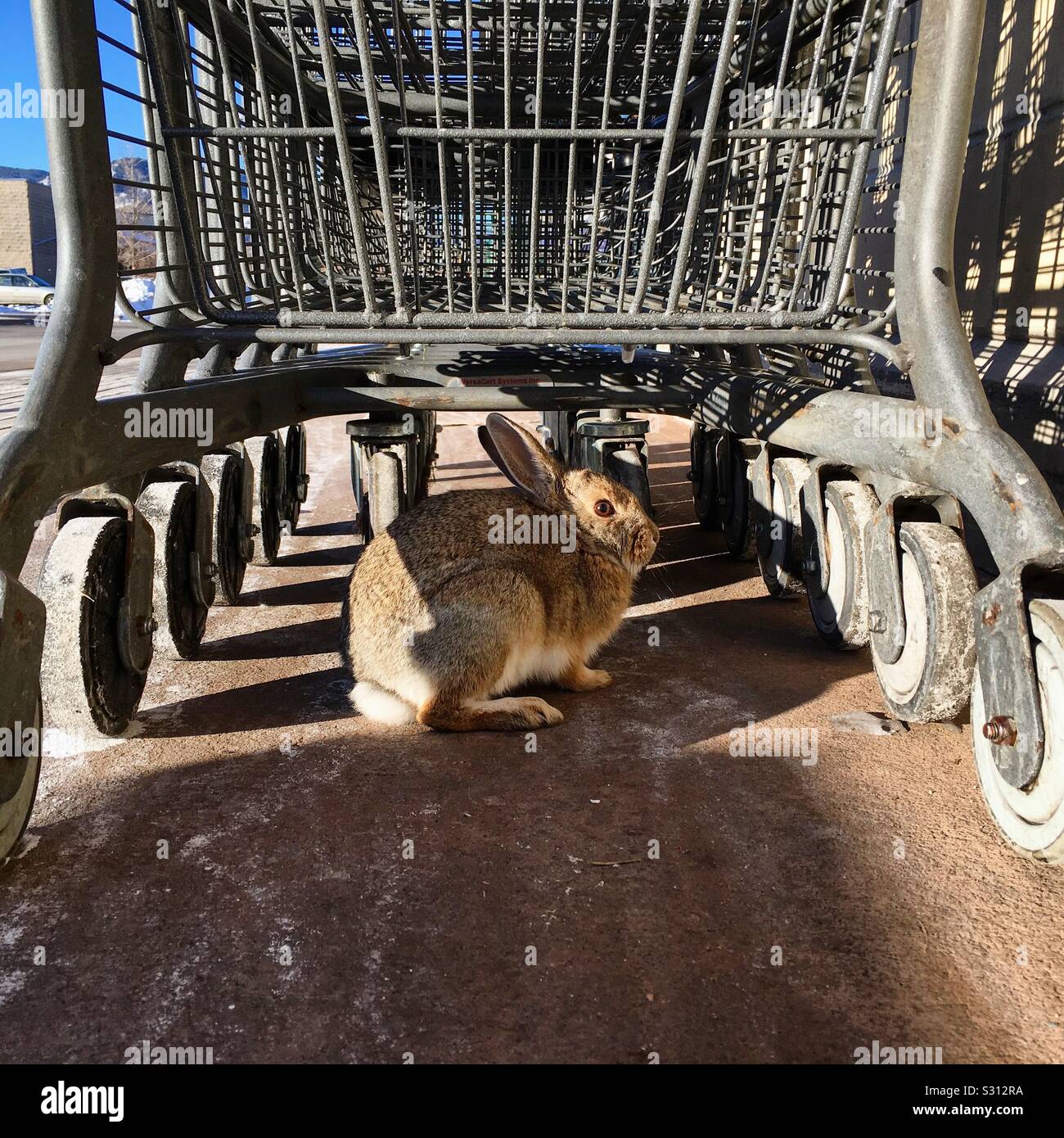 Carts under hi-res stock photography and images - Alamy