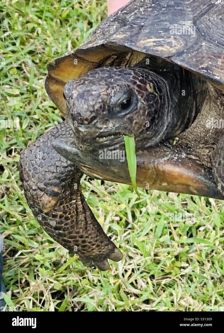 Turtles eating hi-res stock photography and images - Alamy