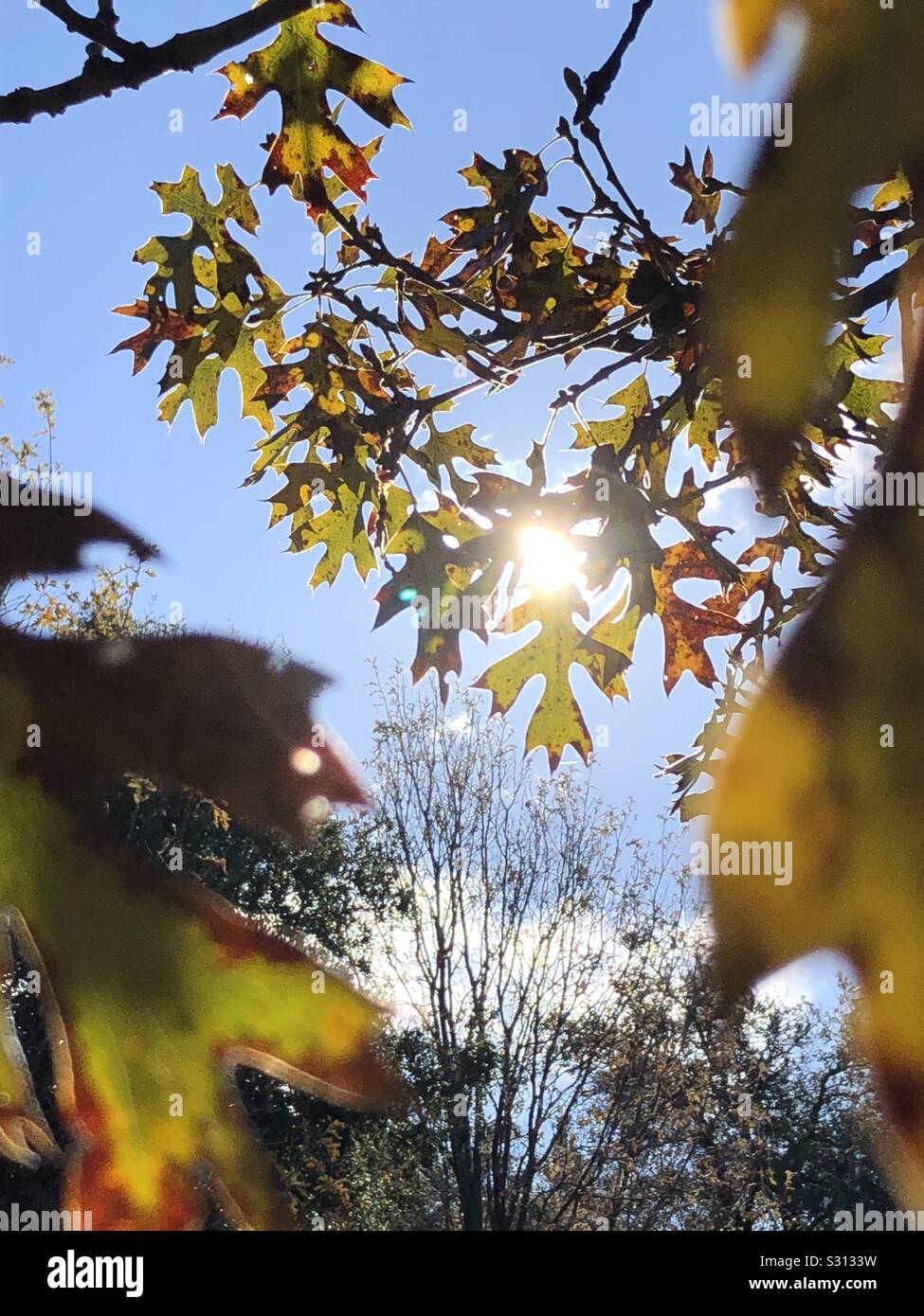 Sun through autumn leaves hi-res stock photography and images - Alamy