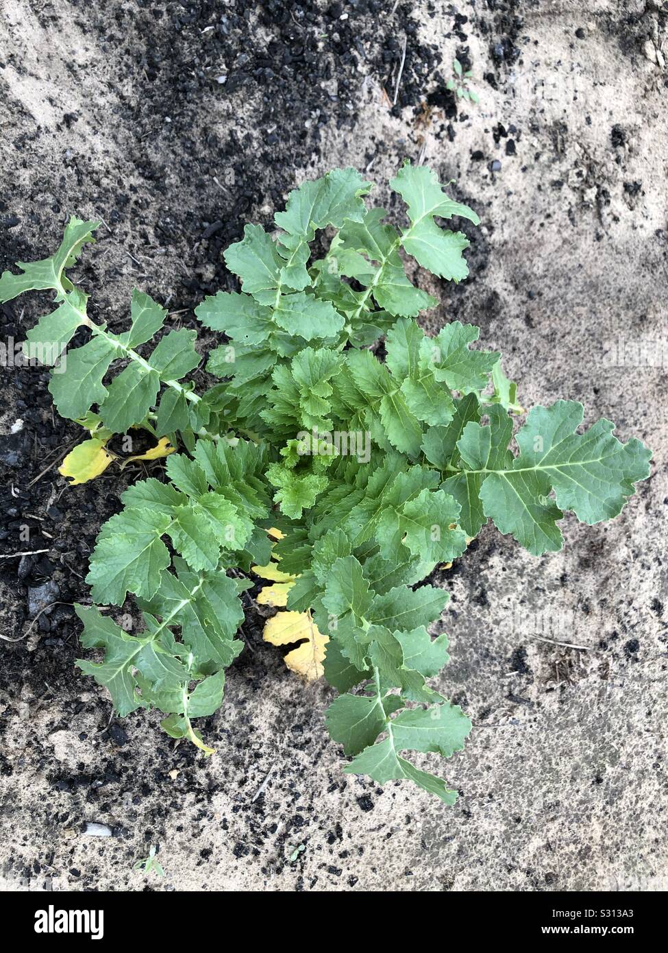 Wild edible plants hi-res stock photography and images - Alamy