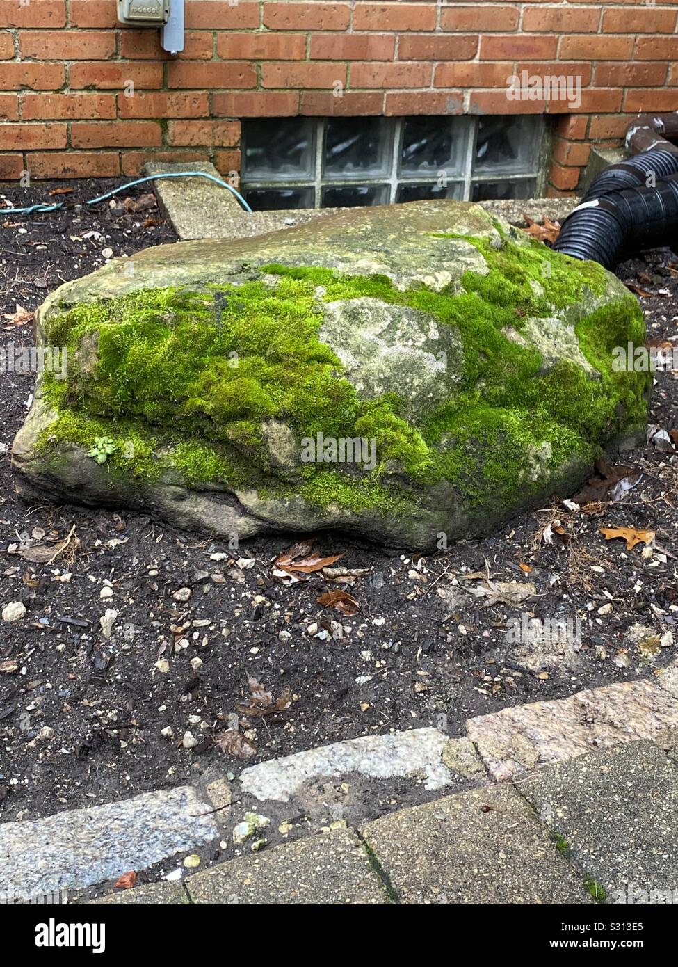 Moss on the rock hi-res stock photography and images - Alamy