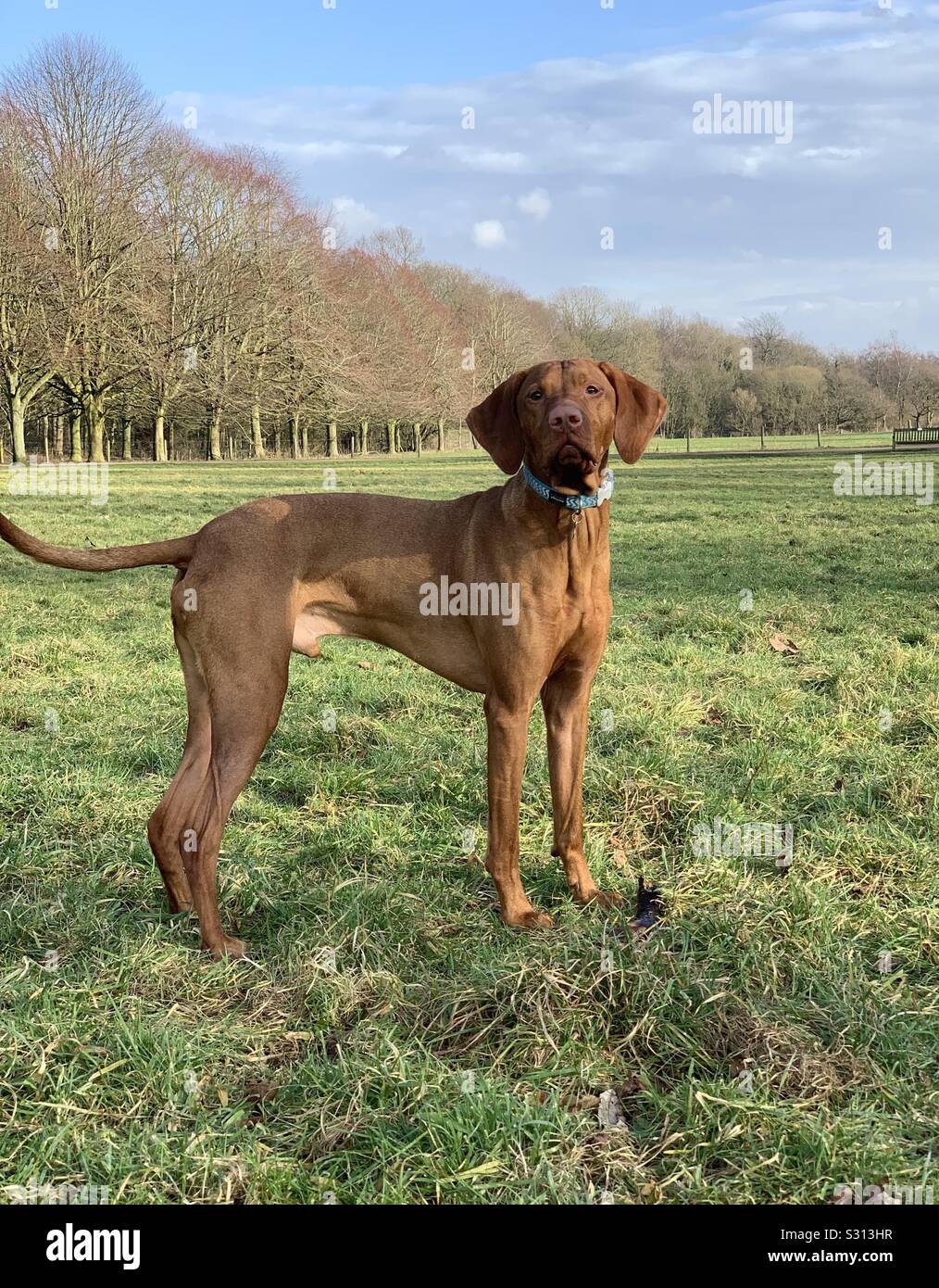 Standing dog hi-res stock photography and images - Alamy