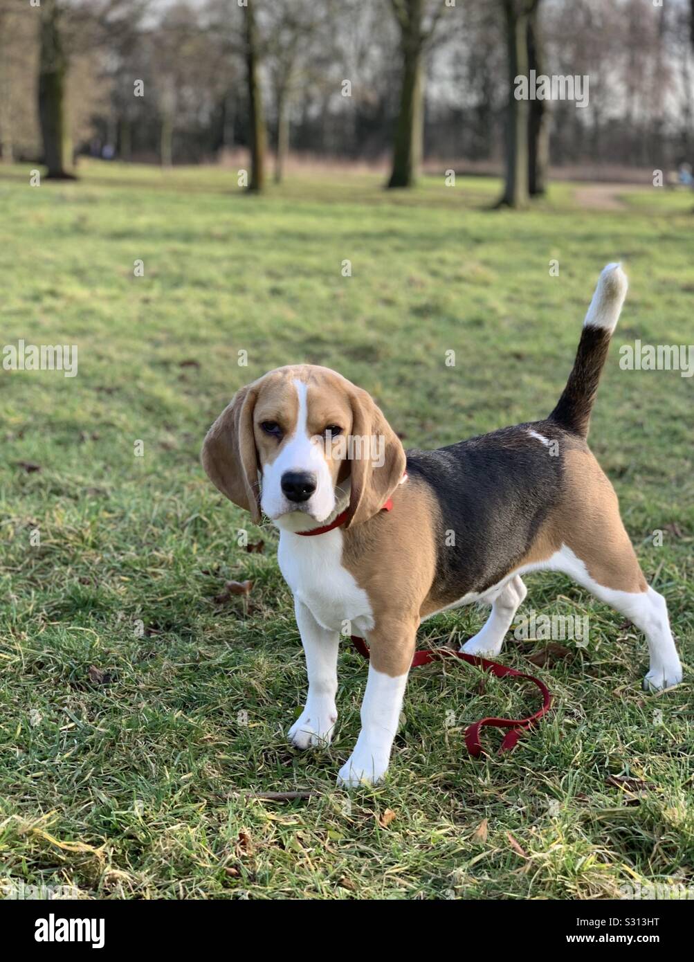 Beagle standing hi-res stock photography and images - Alamy