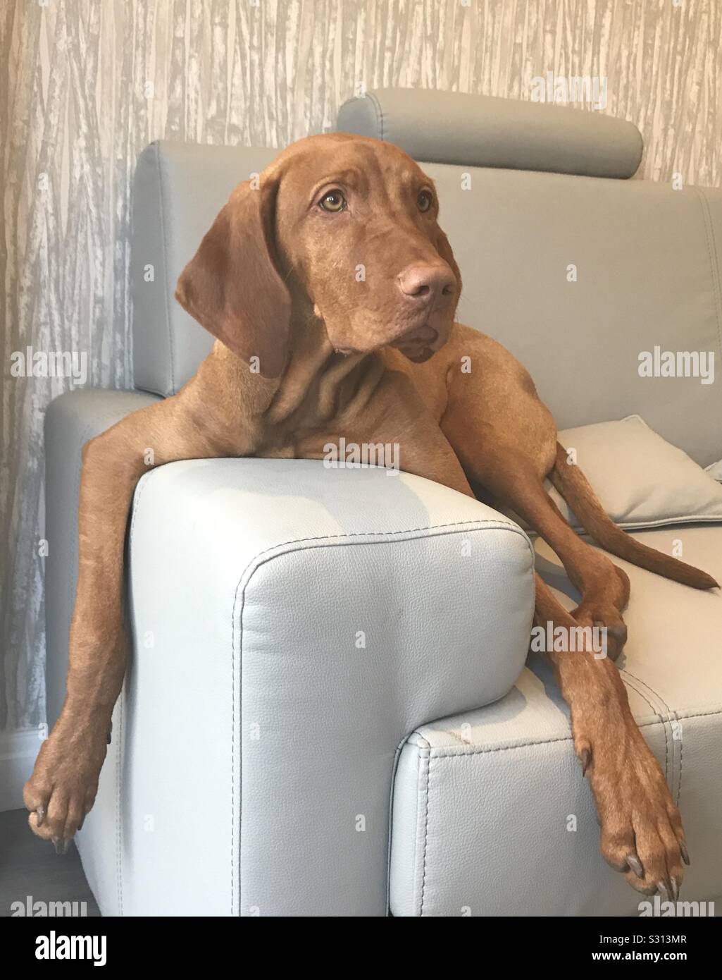 Slouching High Resolution Stock Photography and Images - Alamy