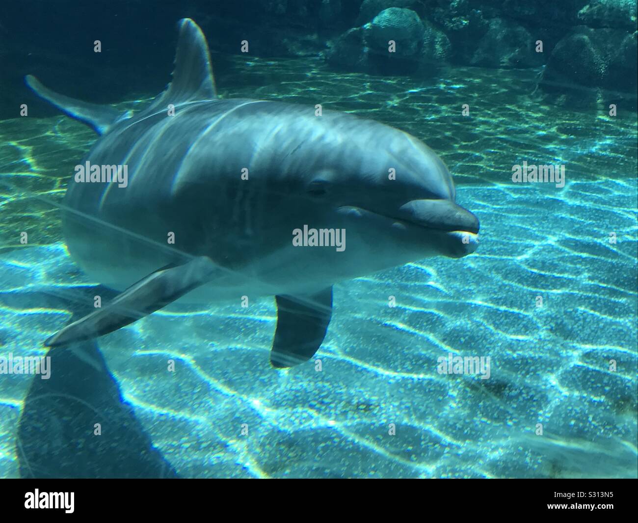 Dolphin swimming underwater hi-res stock photography and images - Alamy