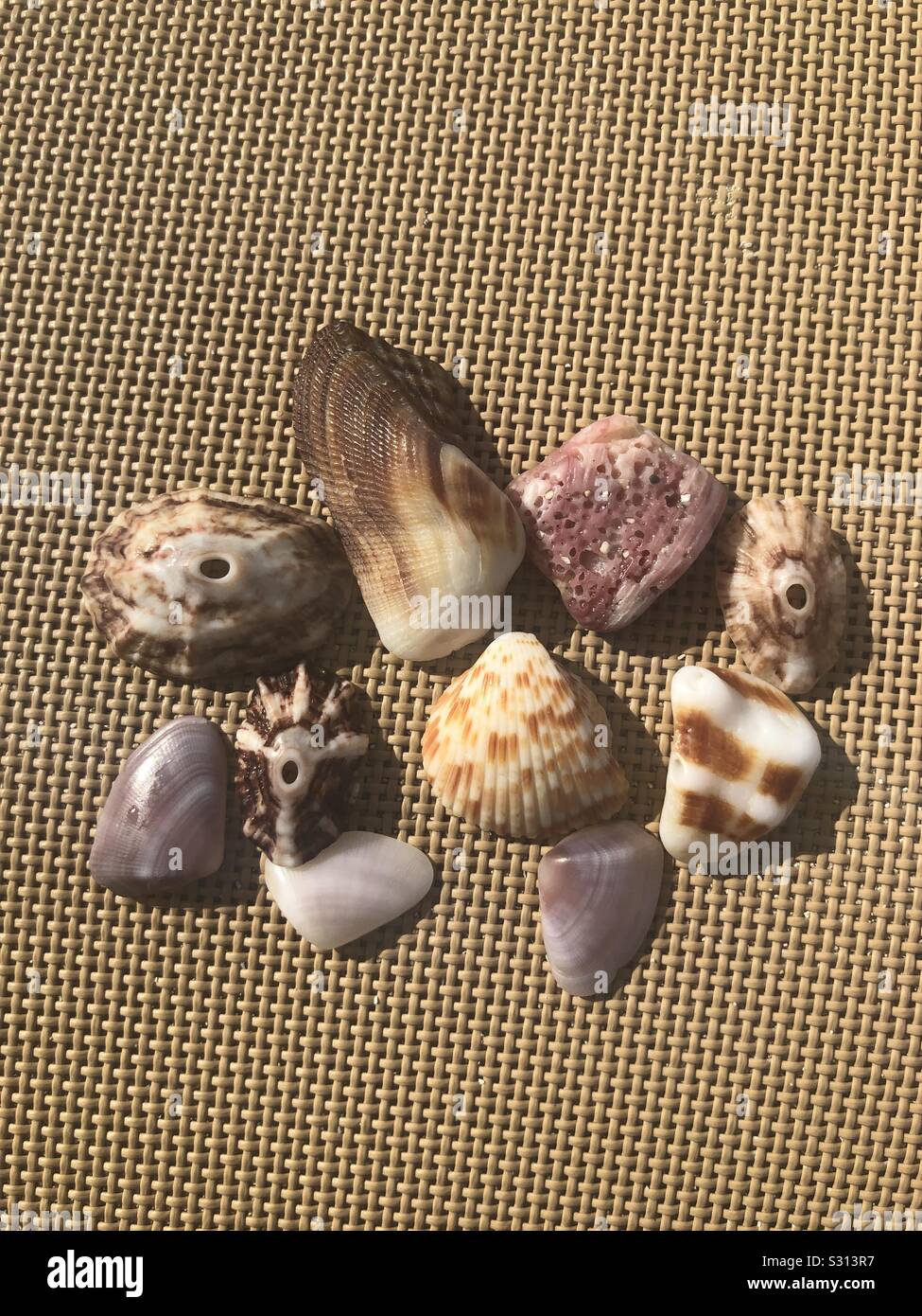Collection of shells hi-res stock photography and images - Alamy