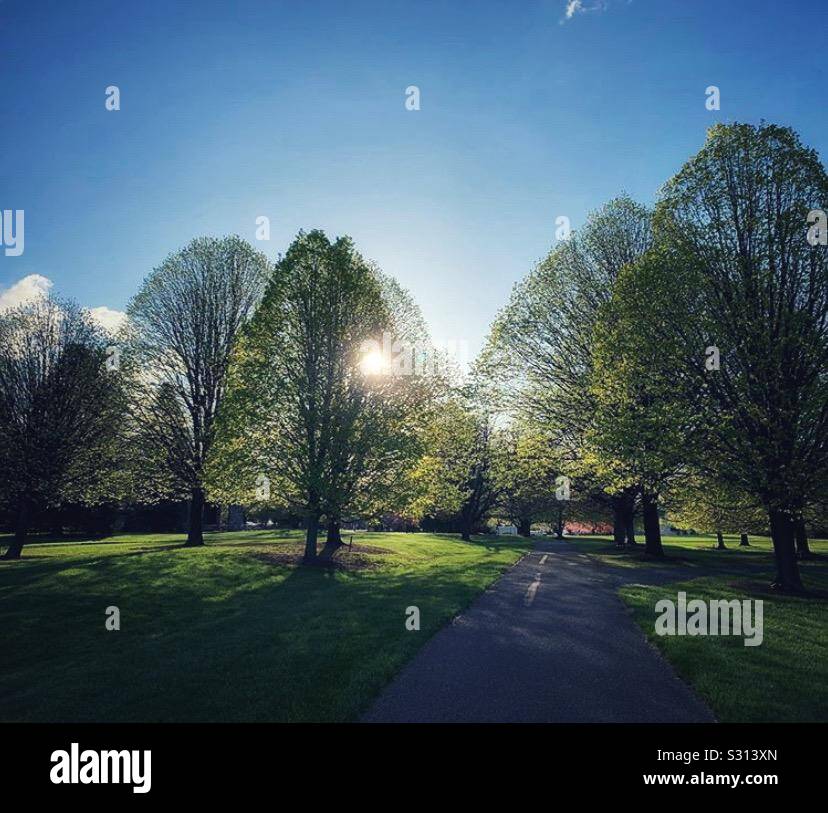 Sun shining through trees Stock Photo - Alamy