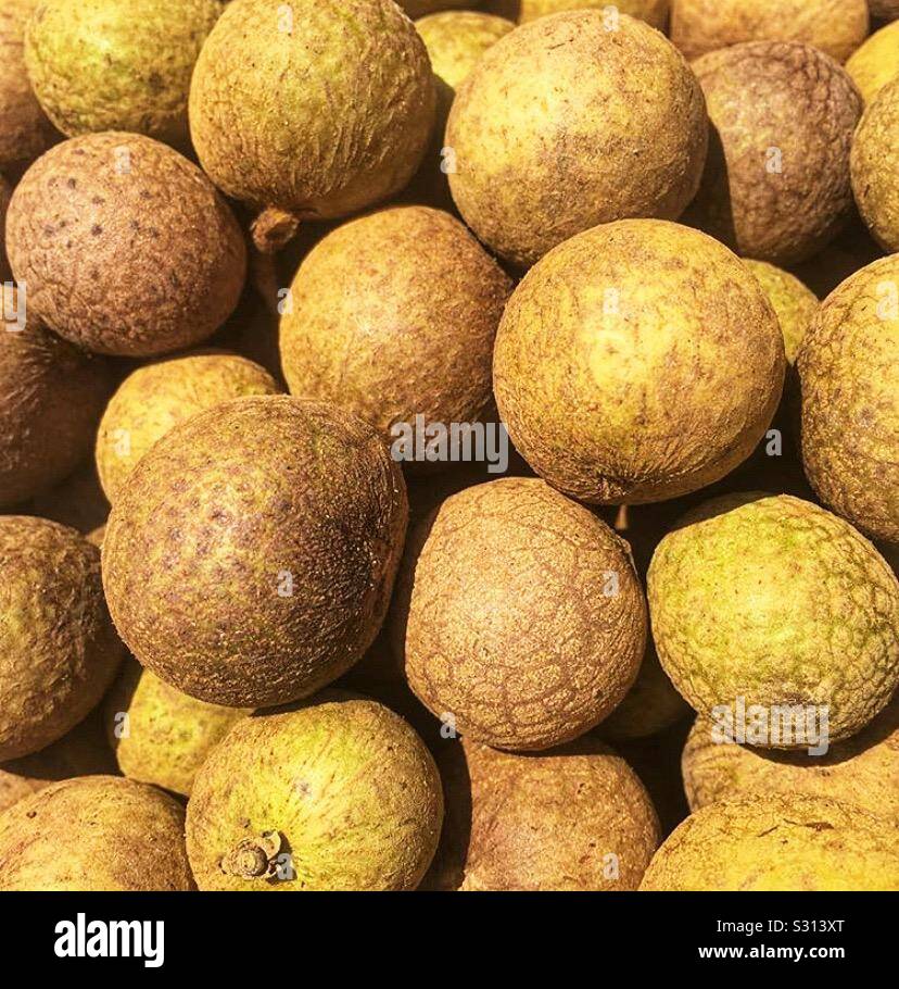 Longon tree hi-res stock photography and images - Alamy