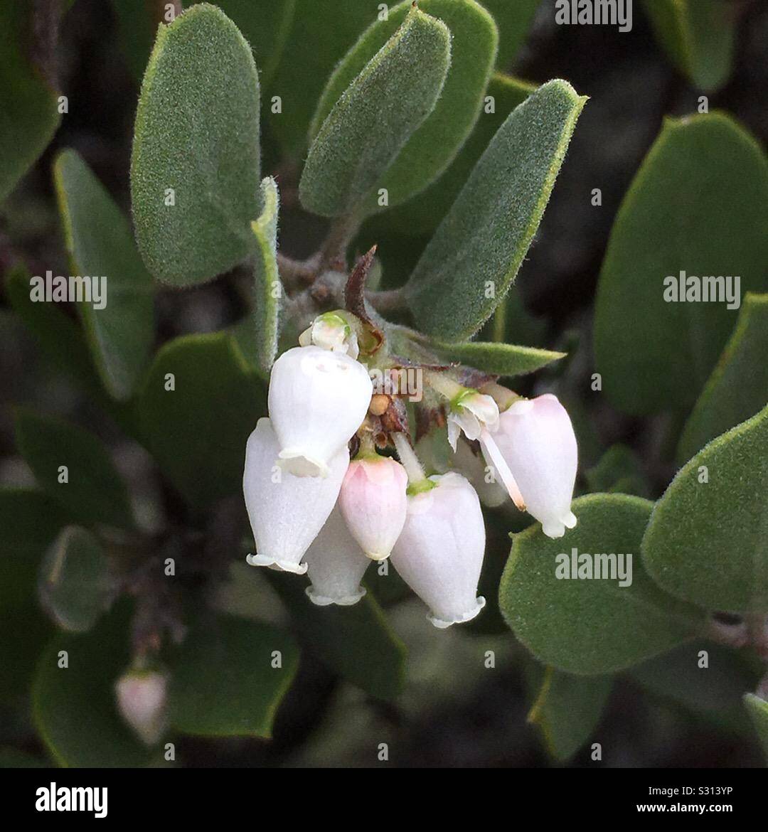 Manzanita flowers hi-res stock photography and images - Alamy