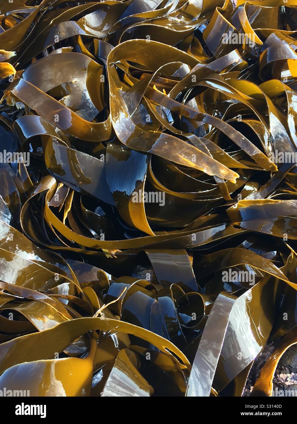 Golden brown algae hi-res stock photography and images - Alamy