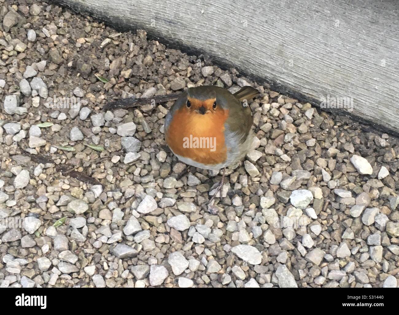 Robin bird with redbreast hi-res stock photography and images - Alamy