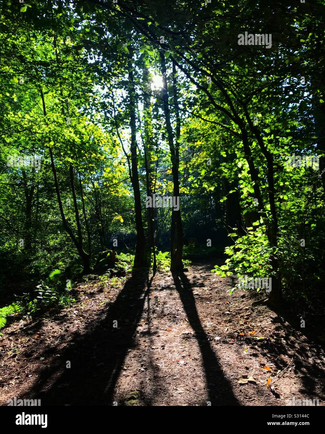 Mabie forest hi-res stock photography and images - Alamy