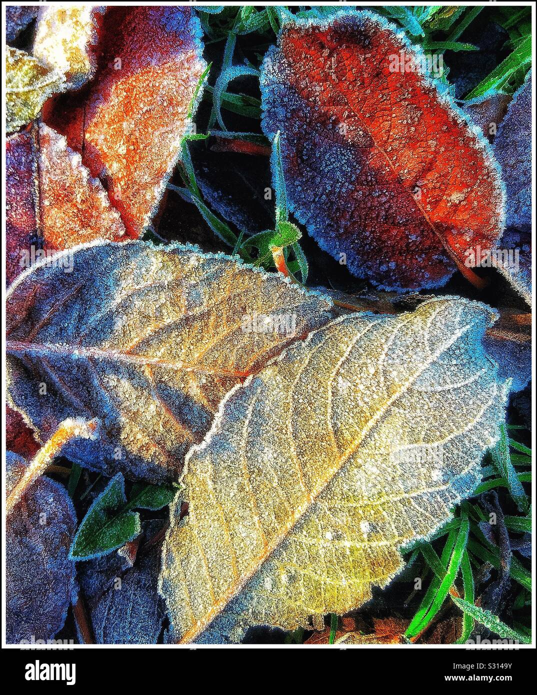 Frost color hi-res stock photography and images - Alamy