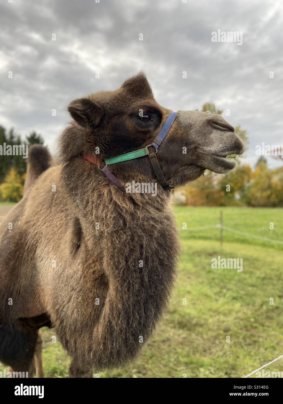 Camel picture hi-res stock photography and images - Alamy