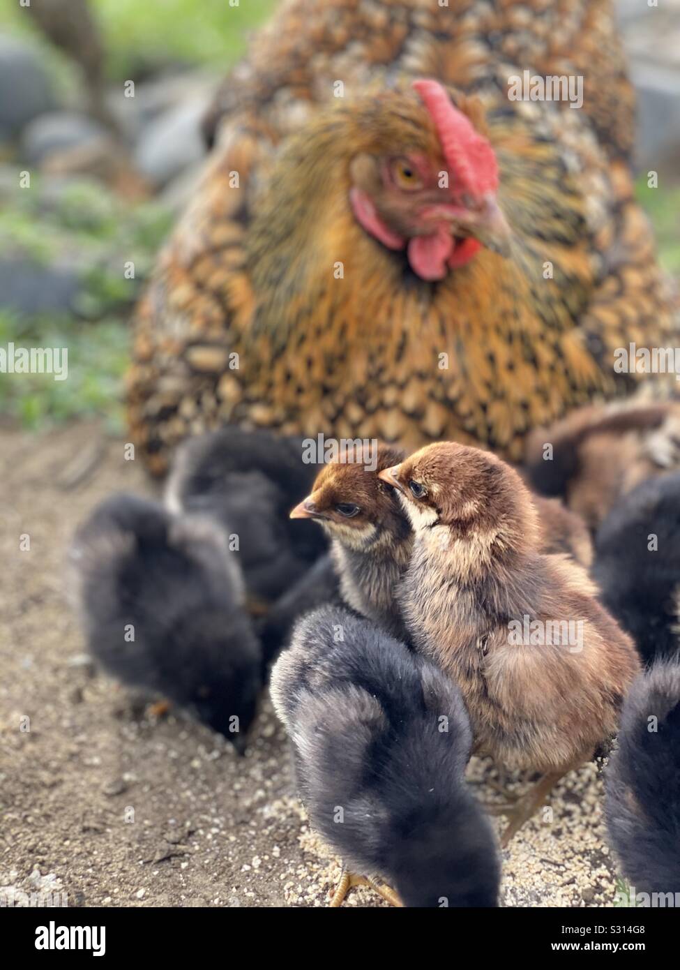 Mother hen and chicks hi-res stock photography and images - Alamy