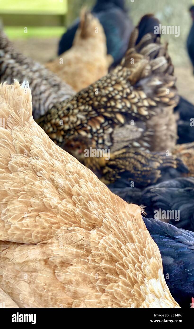 Chickens pattern hi-res stock photography and images - Alamy