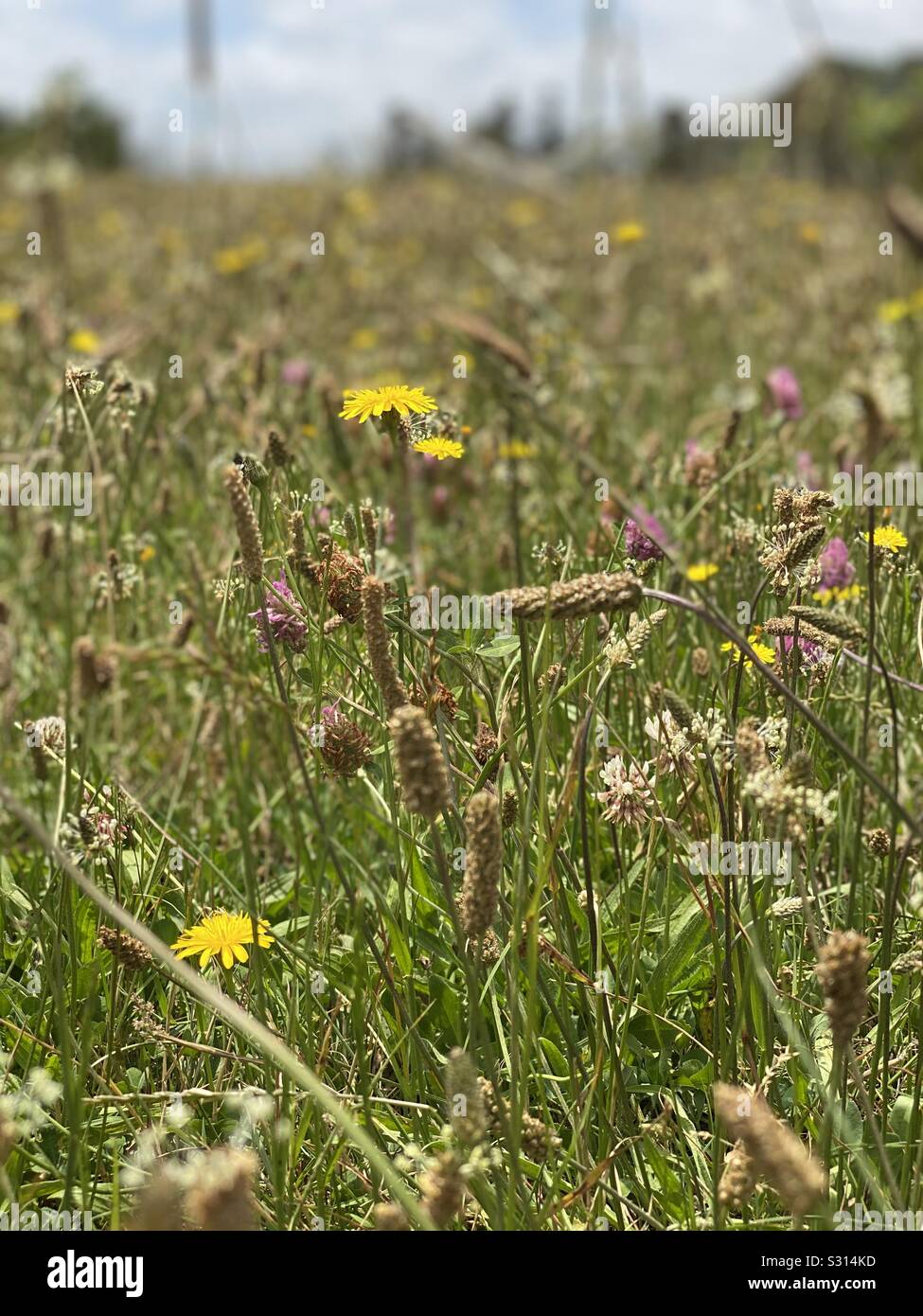 Paddock of flowers hi-res stock photography and images - Alamy