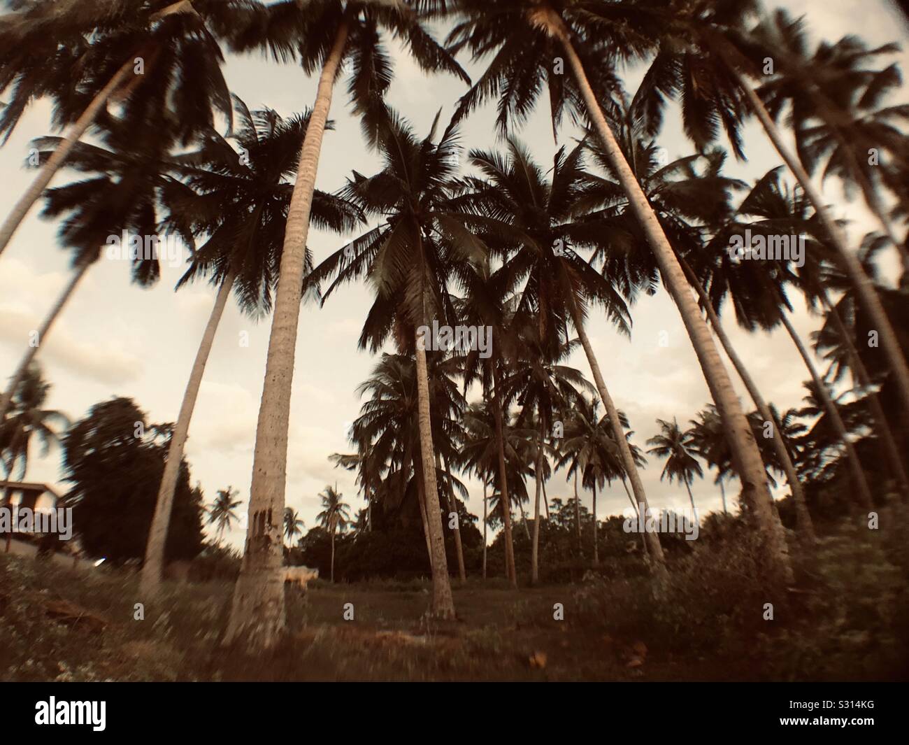 Sampaloc lake hi-res stock photography and images - Alamy