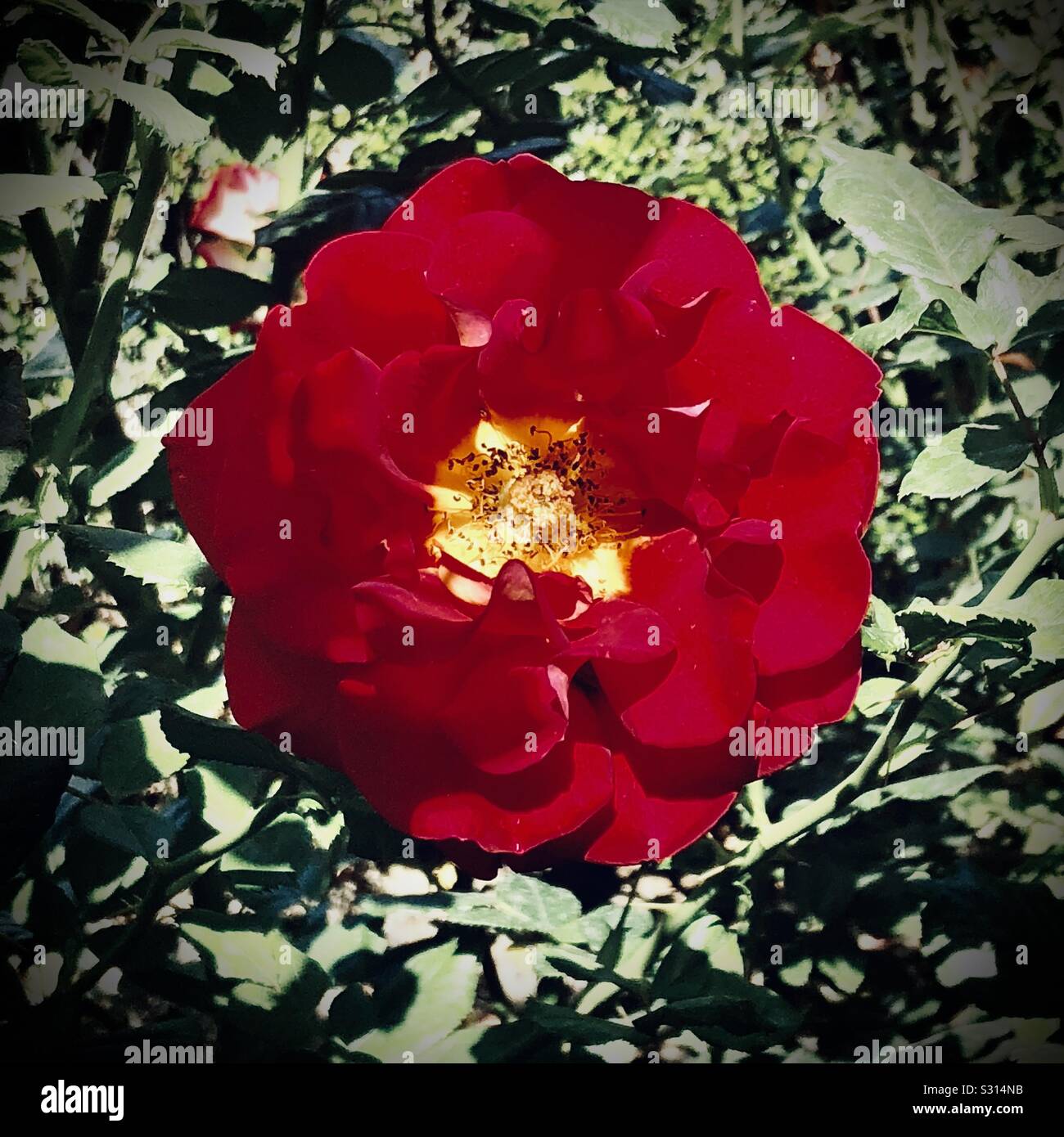 Old fashioned rose hi-res stock photography and images - Alamy