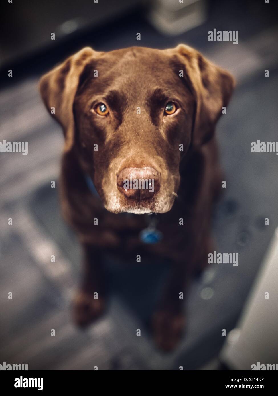 Boy and lab hi-res stock photography and images - Alamy