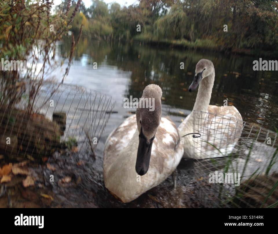 Wire swan hi-res stock photography and images - Alamy