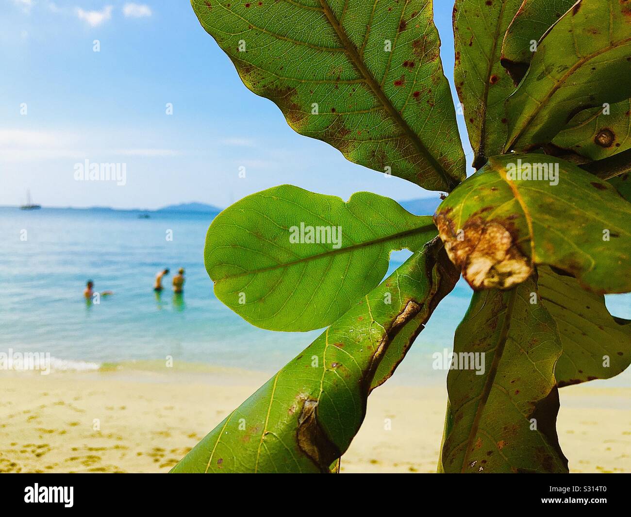 Tropical banyan hi-res stock photography and images - Alamy