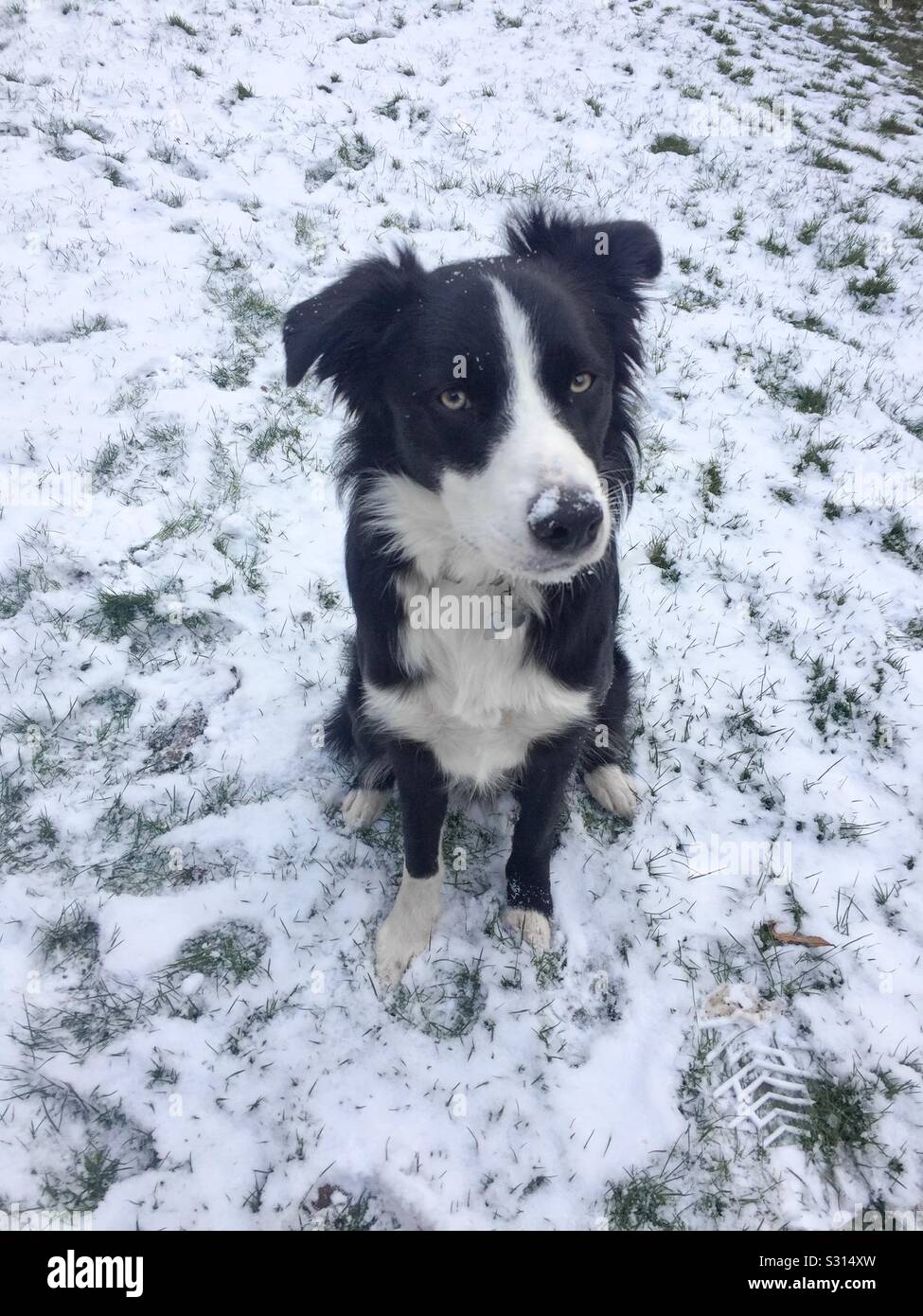 Border collie snow hi-res stock photography and images - Alamy