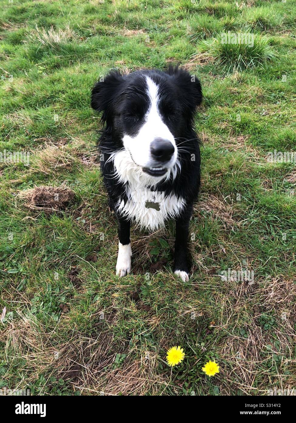 Smiling border collie hi-res stock photography and images - Alamy
