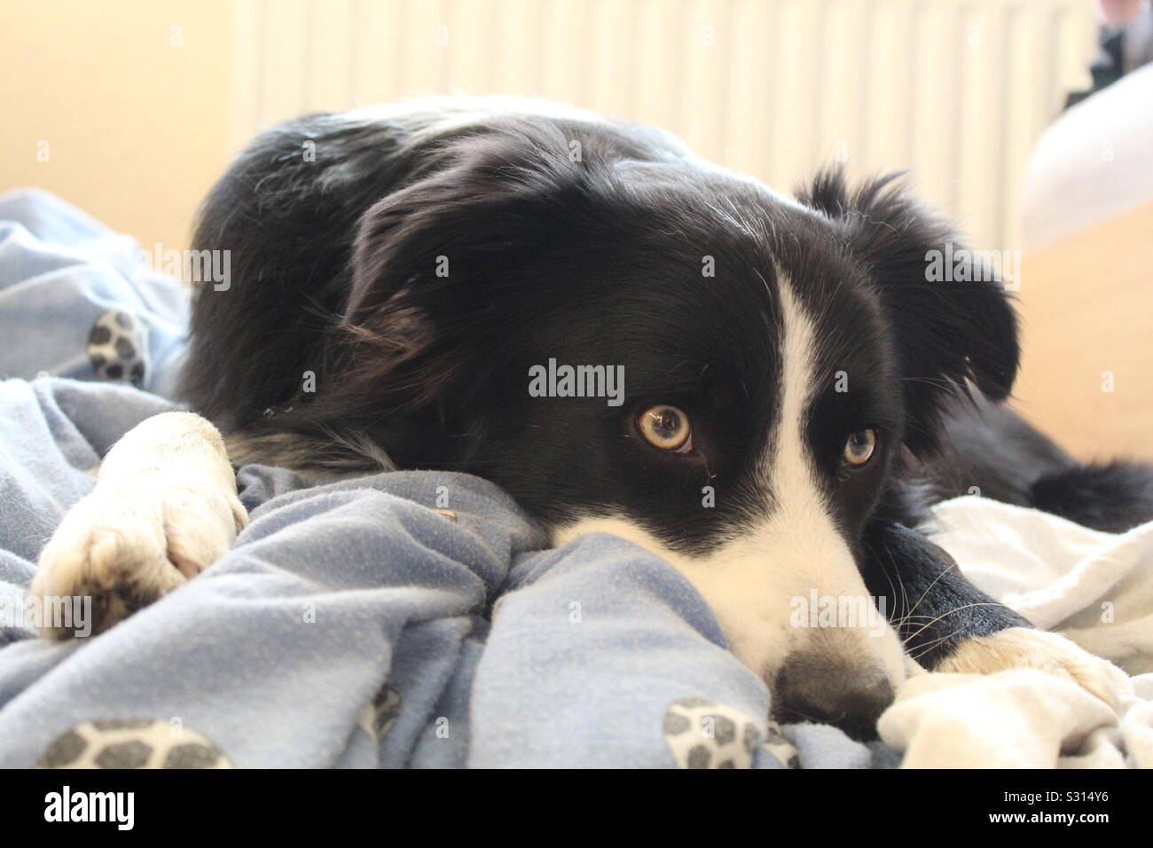 To take a nap hi-res stock photography and images - Alamy