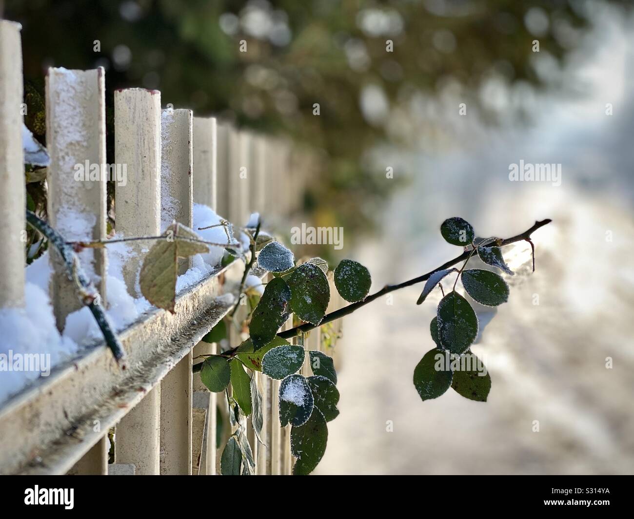 Rose windy hi-res stock photography and images - Alamy