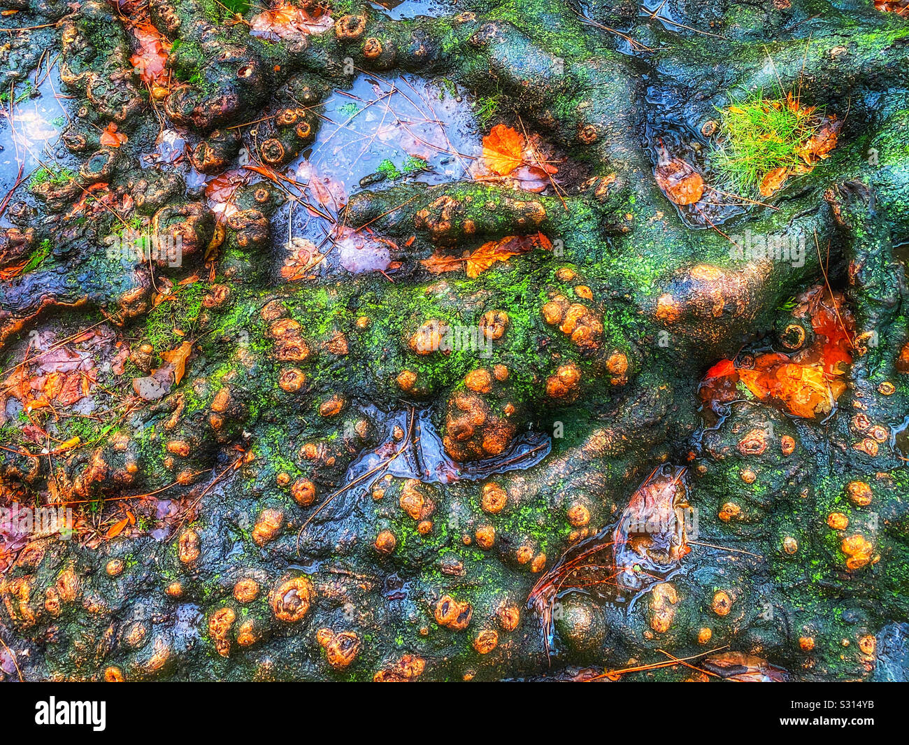 base of a tree Stock Photo - Alamy