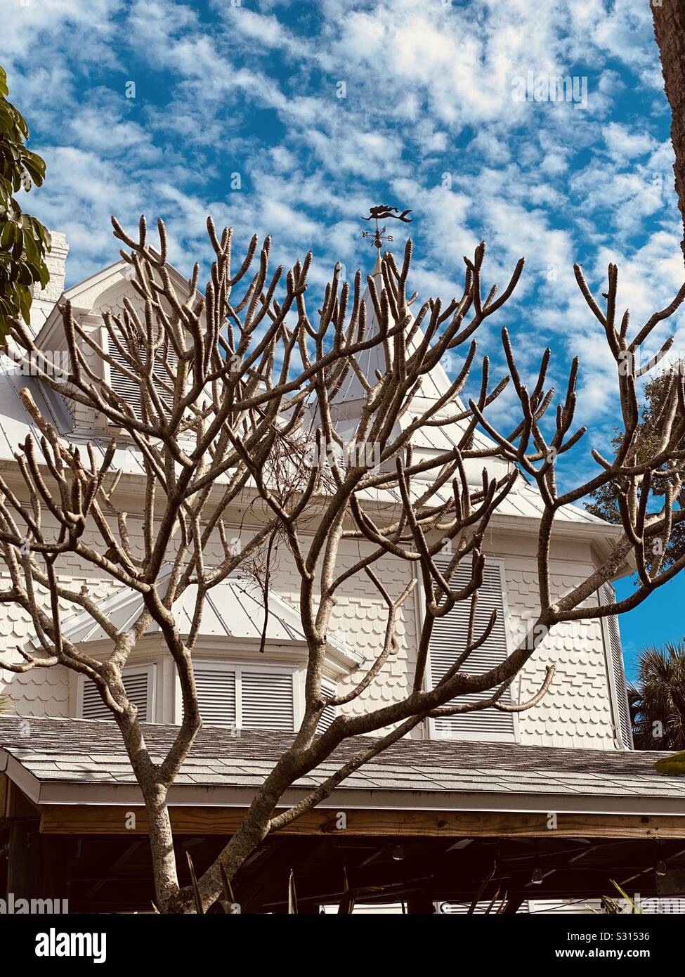 Crazy looking tree with a gorgeous blue sky behind it Stock Photo - Alamy