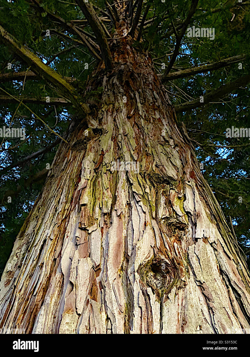 Redwood tree trunk, looking up Stock Photo - Alamy