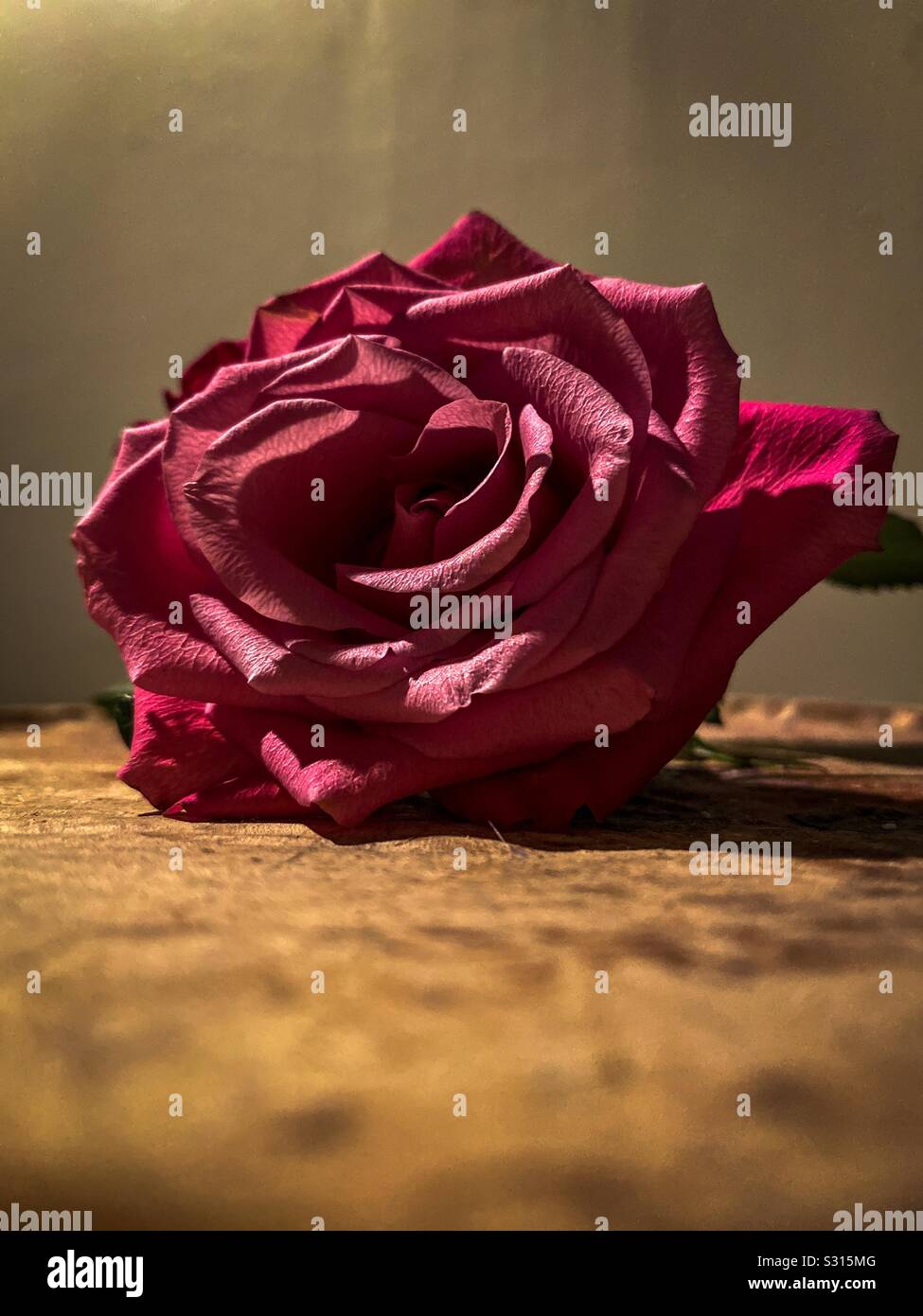 Dramatic rose petals hi-res stock photography and images - Alamy