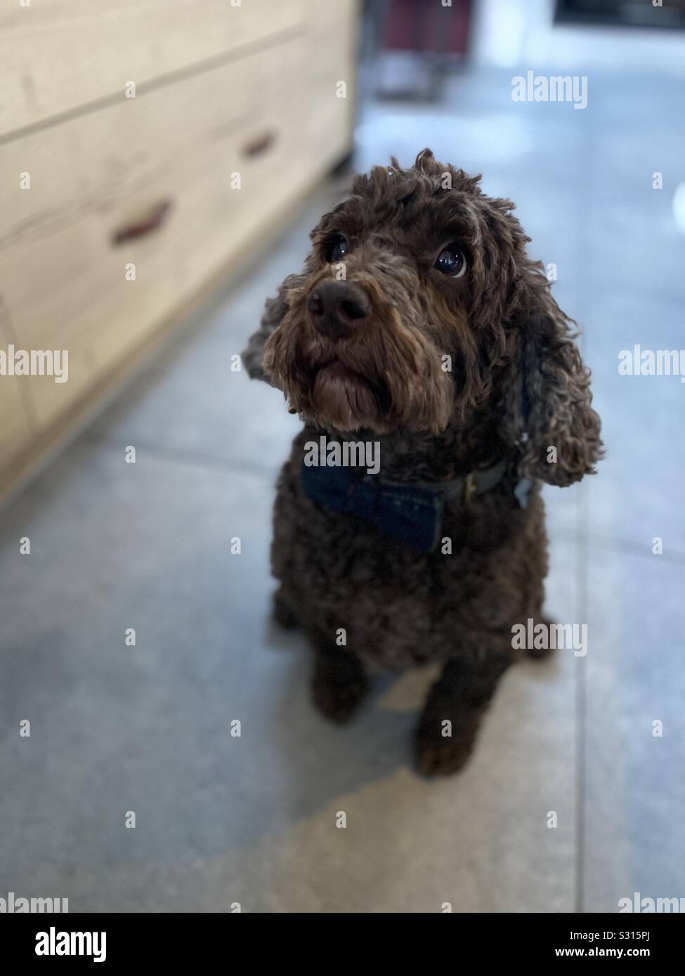 Brown cockapoo hi-res stock photography and images - Alamy