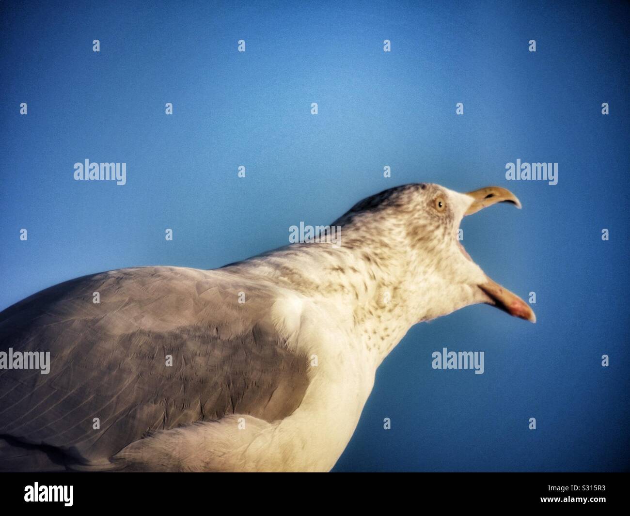 Screeching Bird High Resolution Stock Photography and Images - Alamy
