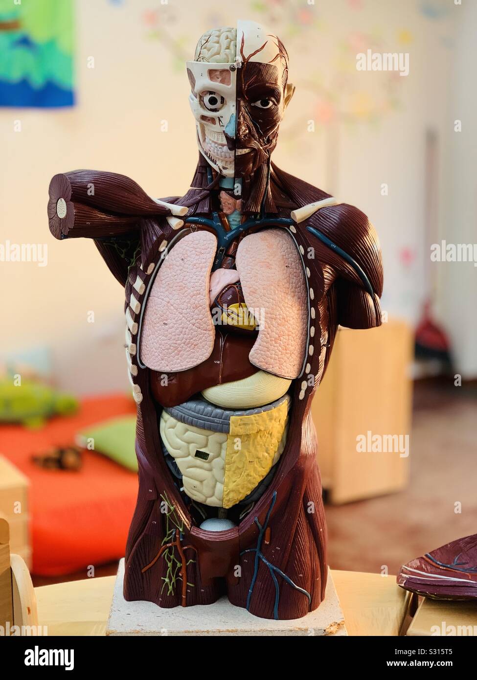 Human body anatomy model hi-res stock photography and images - Alamy