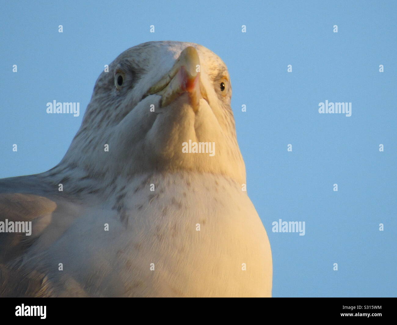 Illuminated setting sun seagull hi-res stock photography and images - Alamy