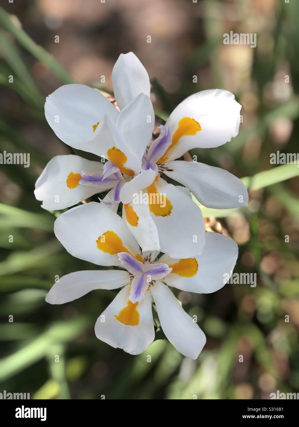 Fortnight lily hi-res stock photography and images - Alamy