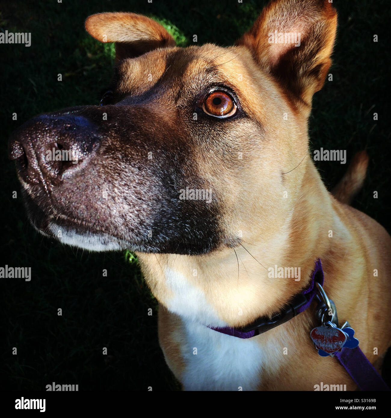 Light dog hi-res stock photography and images - Alamy